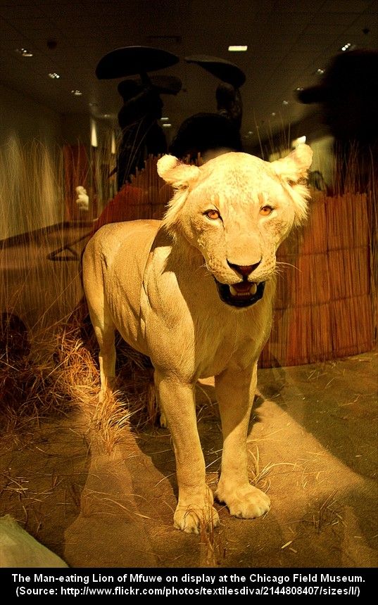 The Man Eating Lions Of Njombe - stomatology10