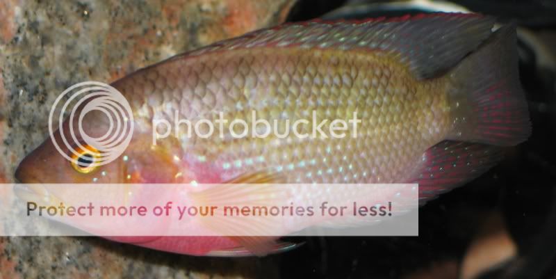 does anyone own a gold jack dempsey | MonsterFishKeepers.com