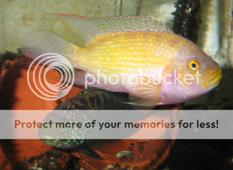 does anyone own a gold jack dempsey | MonsterFishKeepers.com