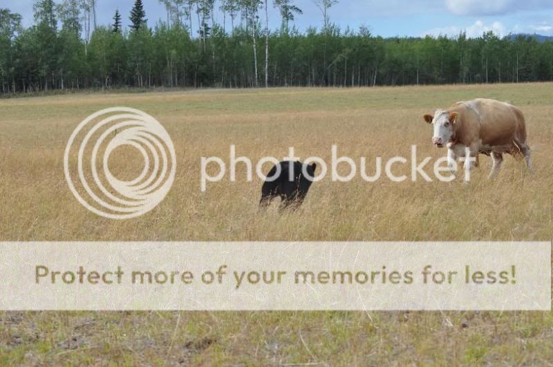 Bear Vs Cattle | Nova Scotia Hunting Forum