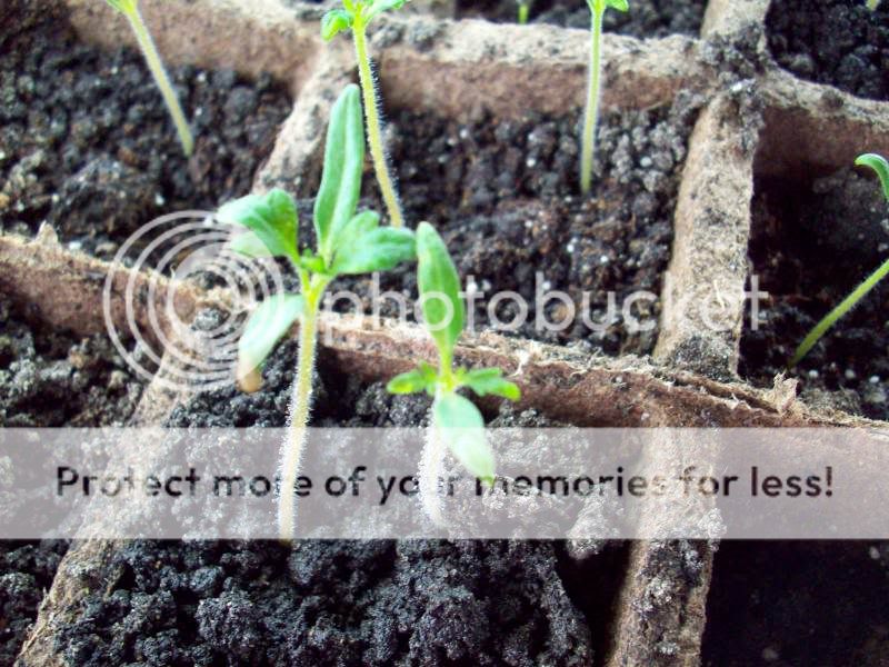 Are these the "first true leaves"???? | Homesteading Forum