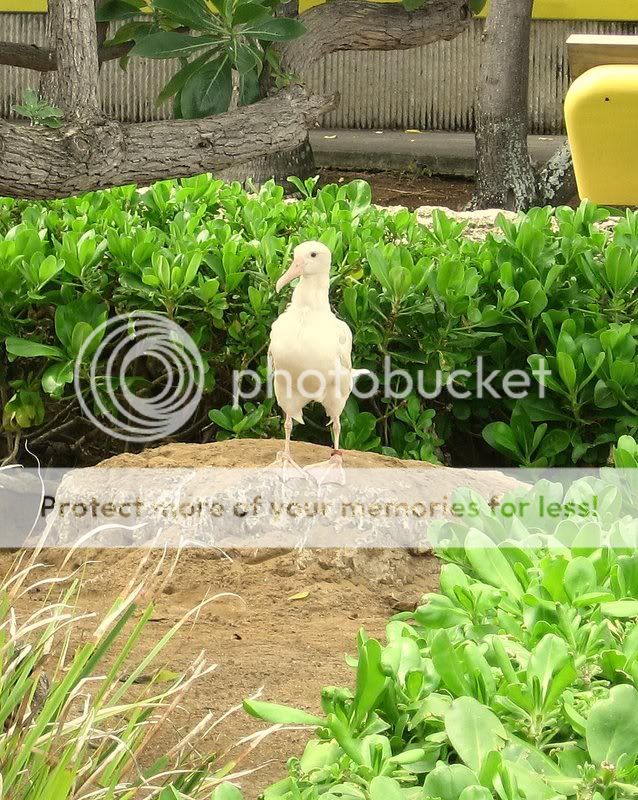 A is for Albatross – Quintessentially Quilly