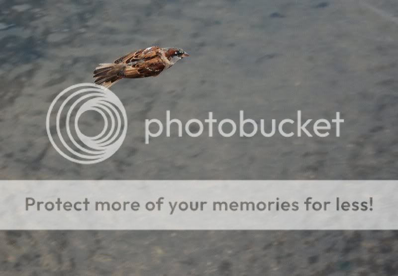 Bullet Flight – Quintessentially Quilly