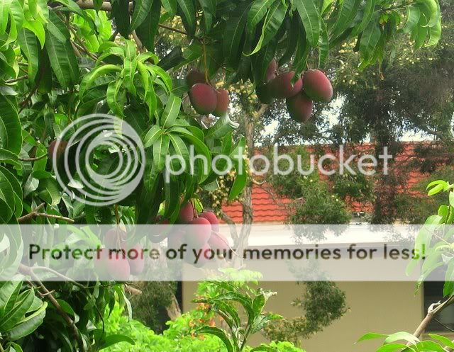 Mangoes & Rash Behavior – Quintessentially Quilly