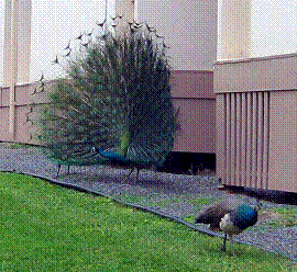 Struttin’ – Quintessentially Quilly