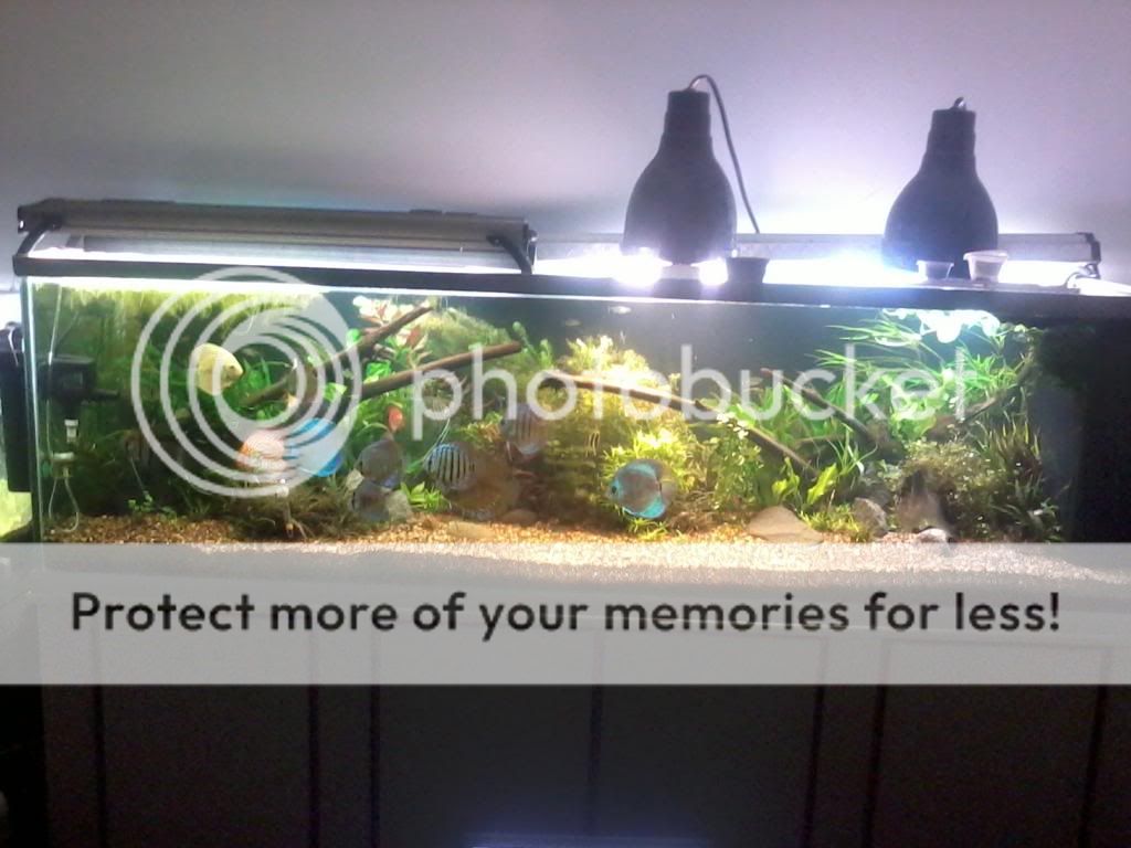 Politikz's 7ft 210g Planted Discus Tank - [ Updated 1-25-13- Pics Pg. 3 ...