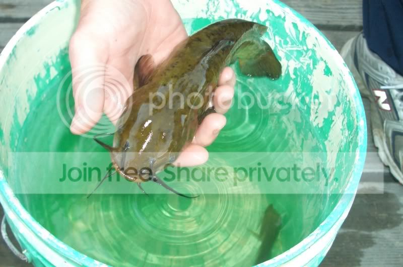 Brown Bullhead Catfish.... New edition to the tank ...