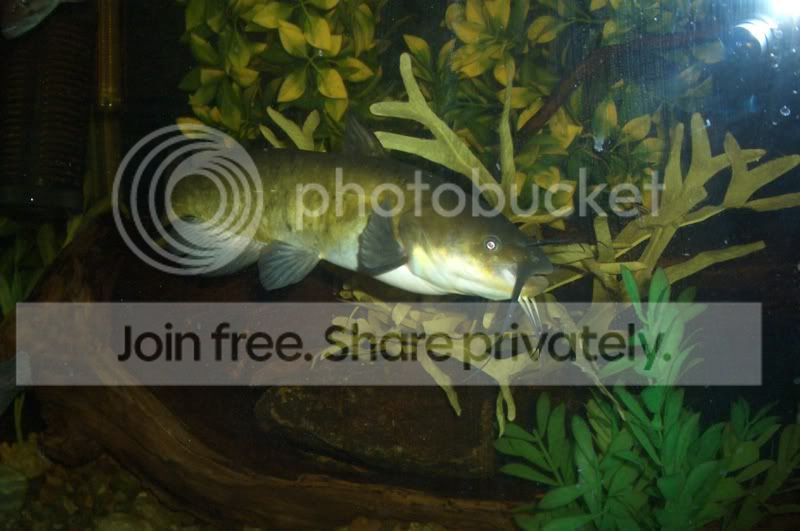 Brown Bullhead Catfish.... New edition to the tank ...