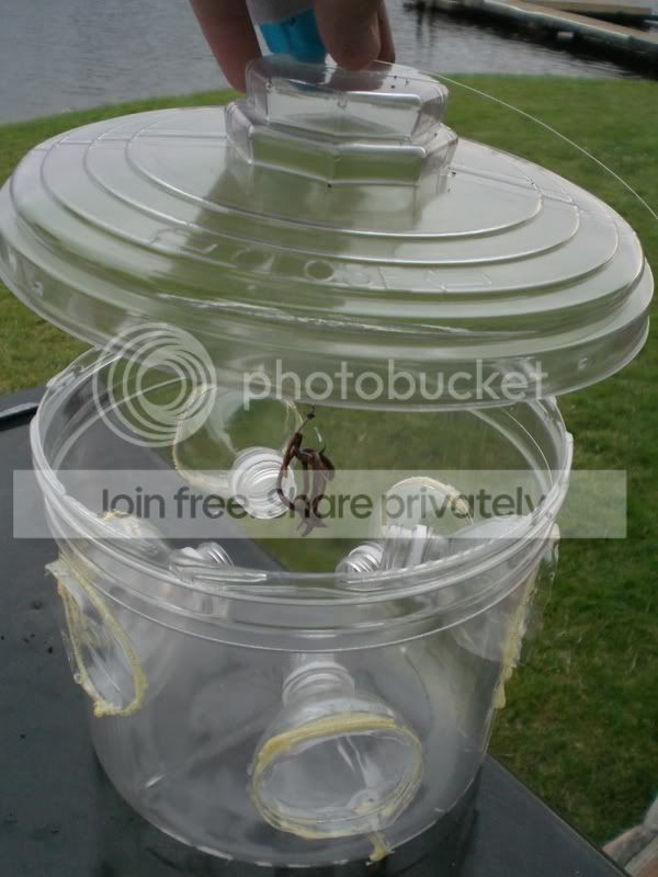 New and improved MINNOW trap. | MonsterFishKeepers.com
