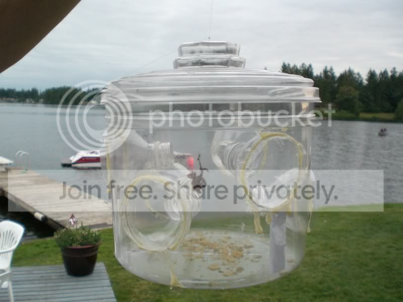 New and improved MINNOW trap. | MonsterFishKeepers.com
